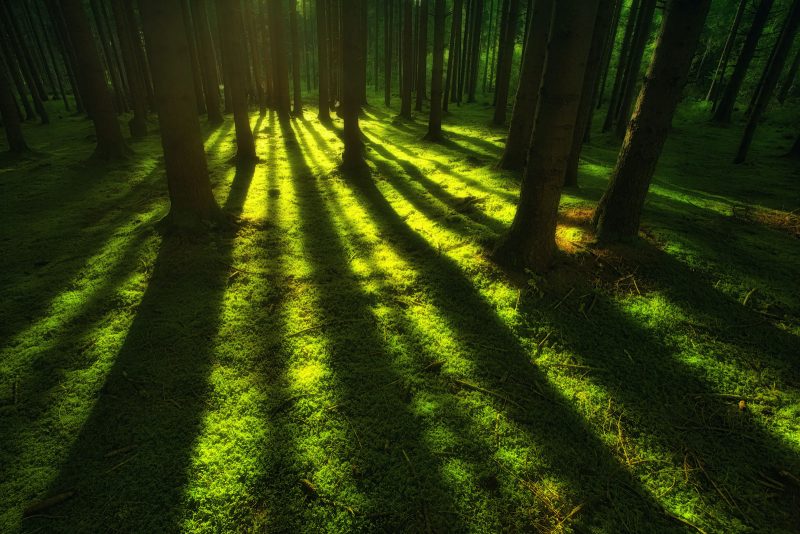 Weekly Photography Assignment: Shadows - Nature TTL