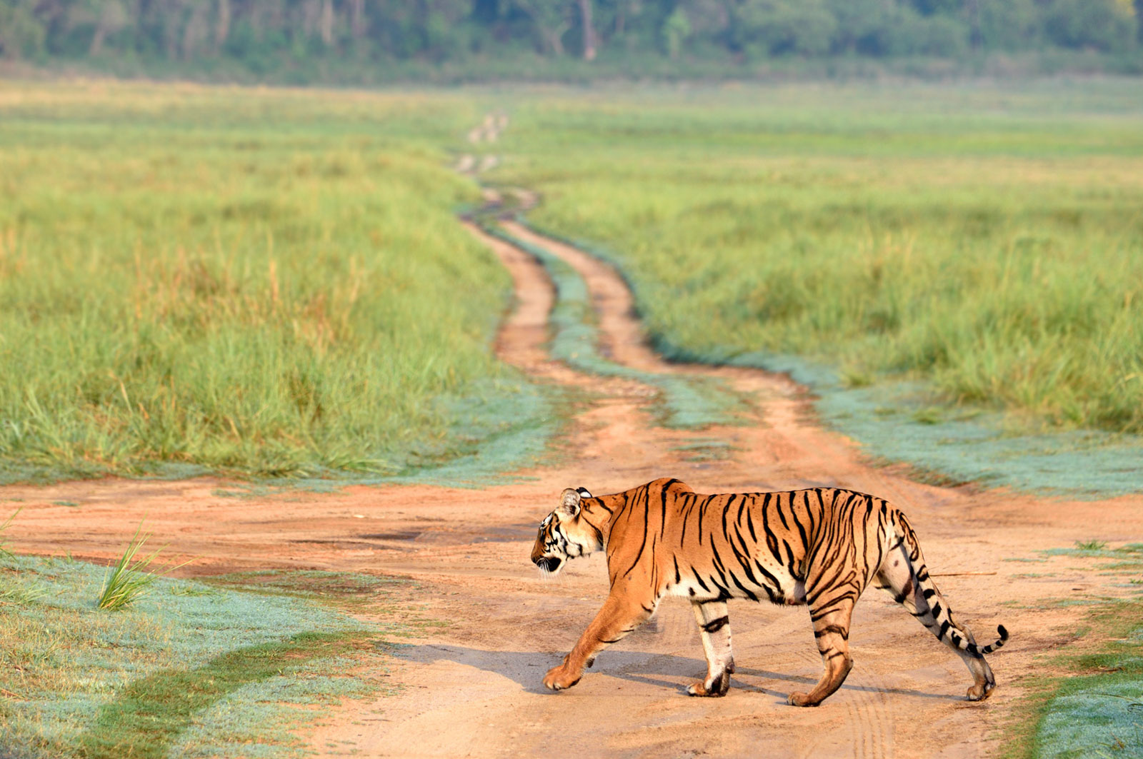 Where to Photograph Wildlife in India - Nature TTL