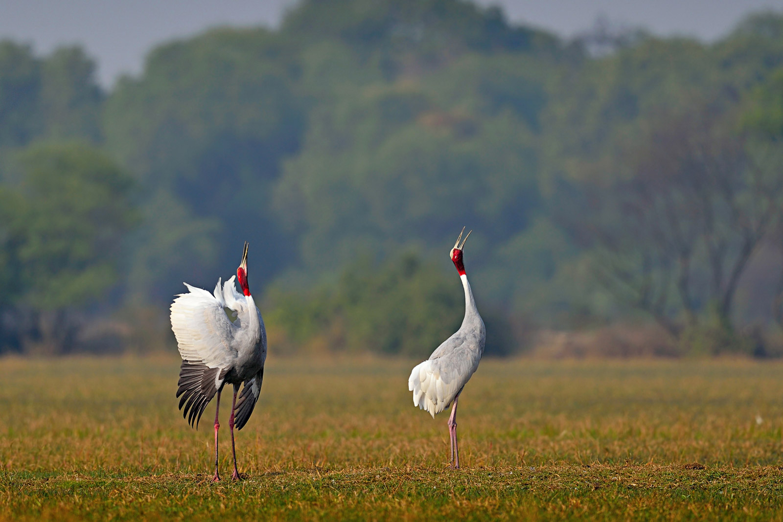 Where to Photograph Wildlife in India - Nature TTL