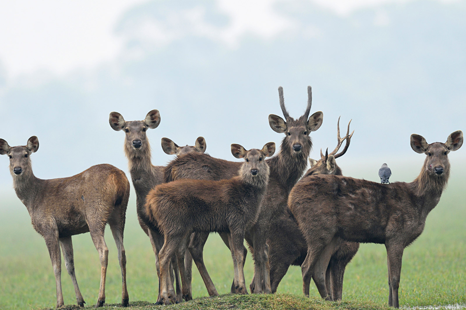 Where to Photograph Wildlife in India - Nature TTL