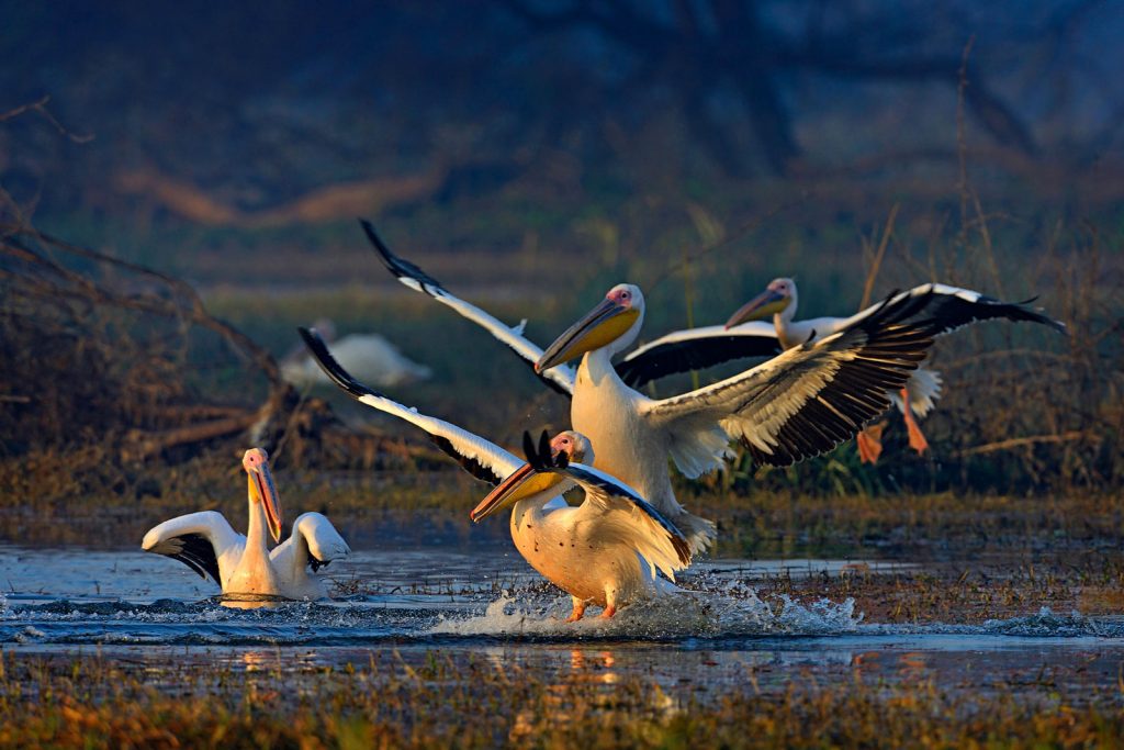 Where to Photograph Wildlife in India - Nature TTL