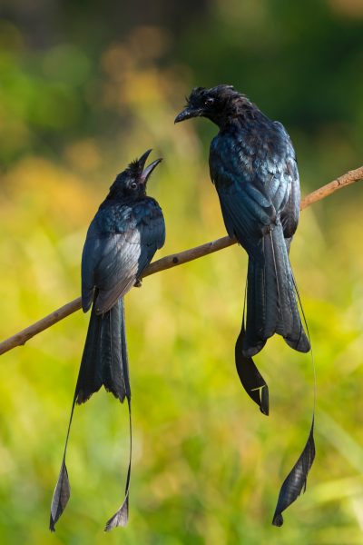 Where to Photograph Wildlife in India | Nature TTL
