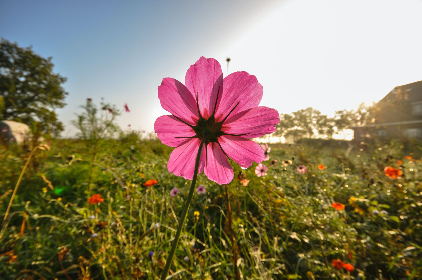 Weekly Photography Assignment: Flowers - Nature TTL