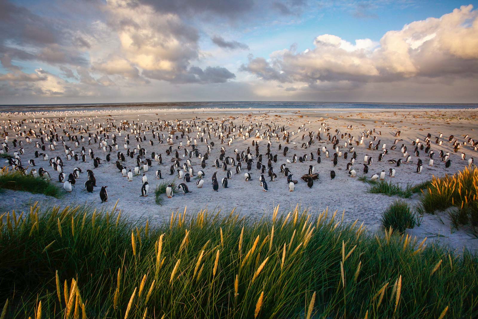 How to Plan a Photography Trip to the Falkland Islands | Nature TTL