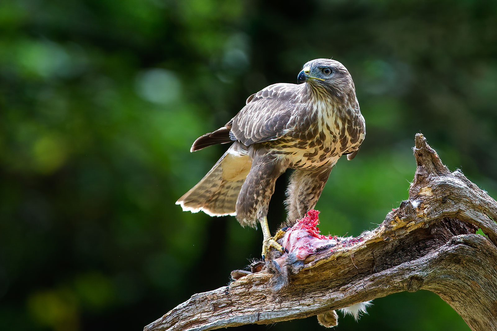 How to Photograph Woodland Birds - Nature TTL