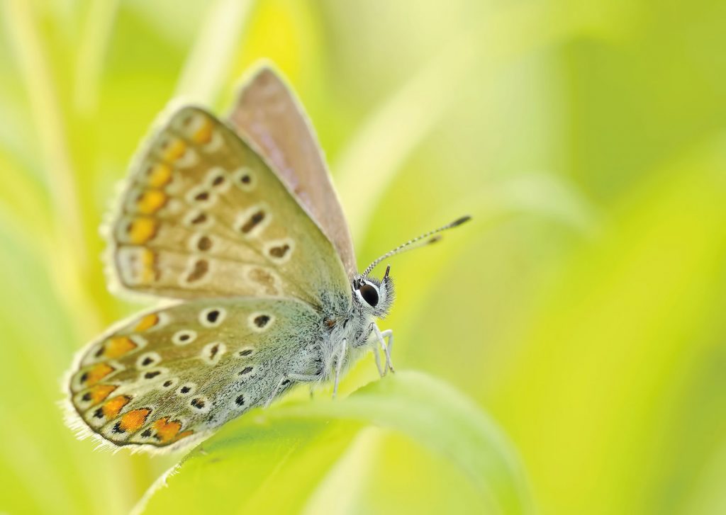 Weekly Photography Assignment: Macro Photography - Nature TTL