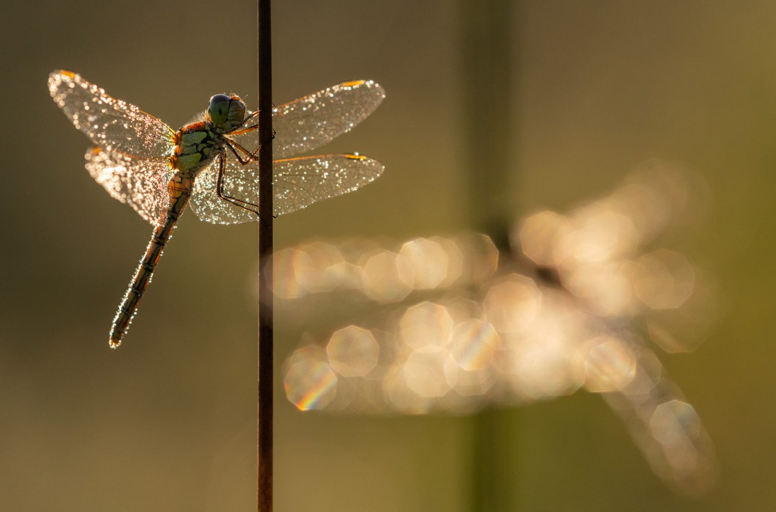 The Best Habitats for Macro and Insect Photography - Nature TTL