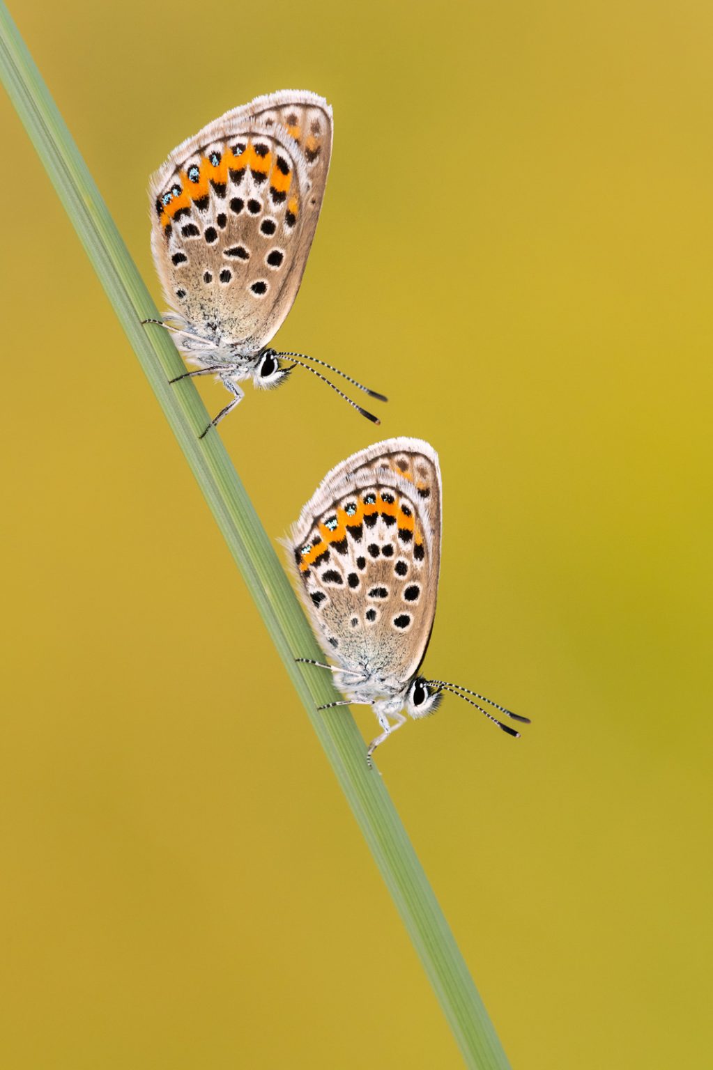 The Best Habitats for Macro and Insect Photography | Nature TTL