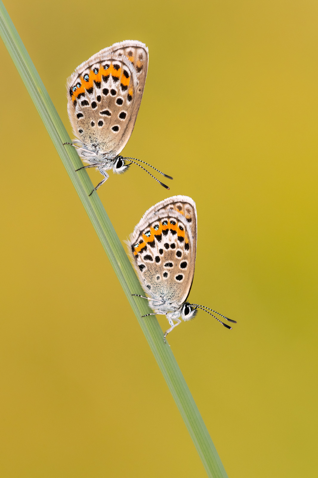 The Best Habitats for Macro and Insect Photography | Nature TTL