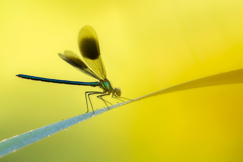 The Best Habitats for Macro and Insect Photography - Nature TTL