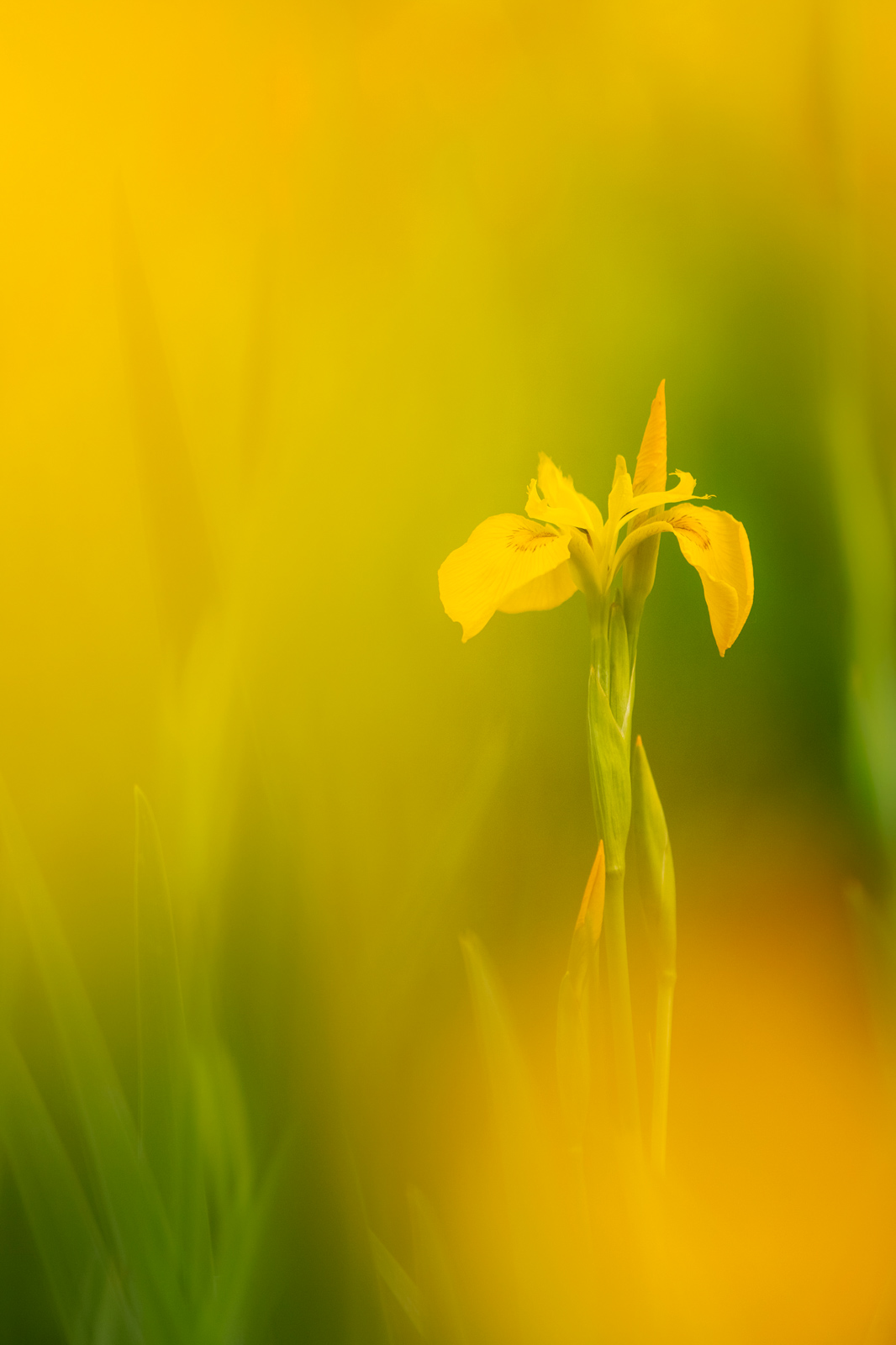 The Best Habitats for Macro and Insect Photography - Nature TTL