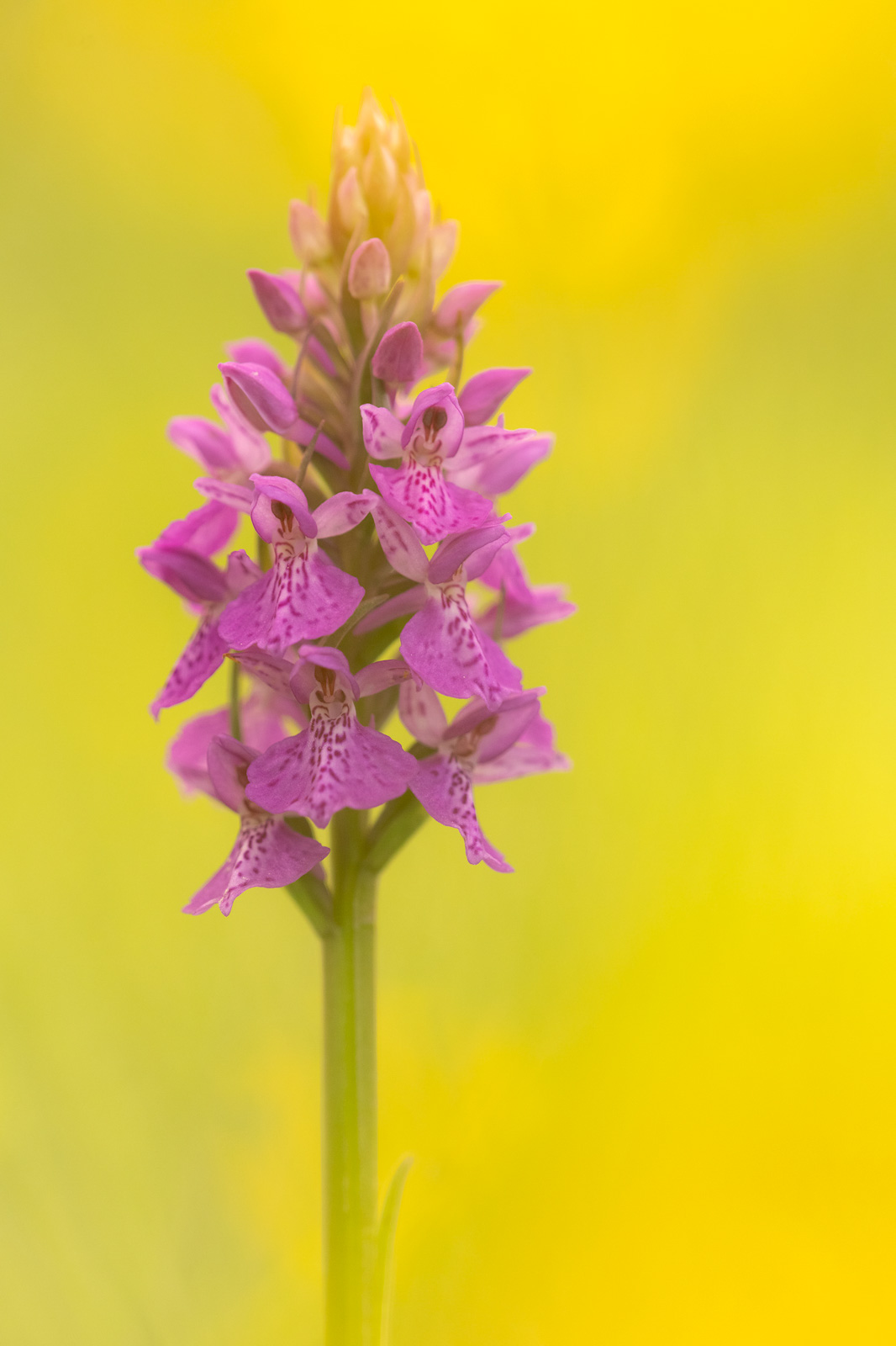 The Best Habitats for Macro and Insect Photography - Nature TTL