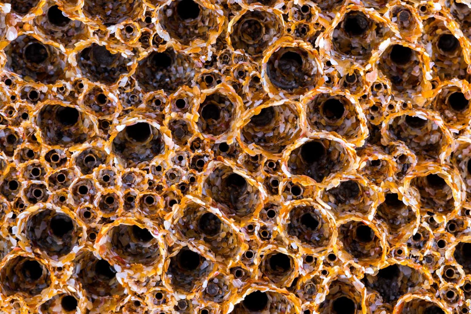 The Best Habitats for Macro and Insect Photography | Nature TTL