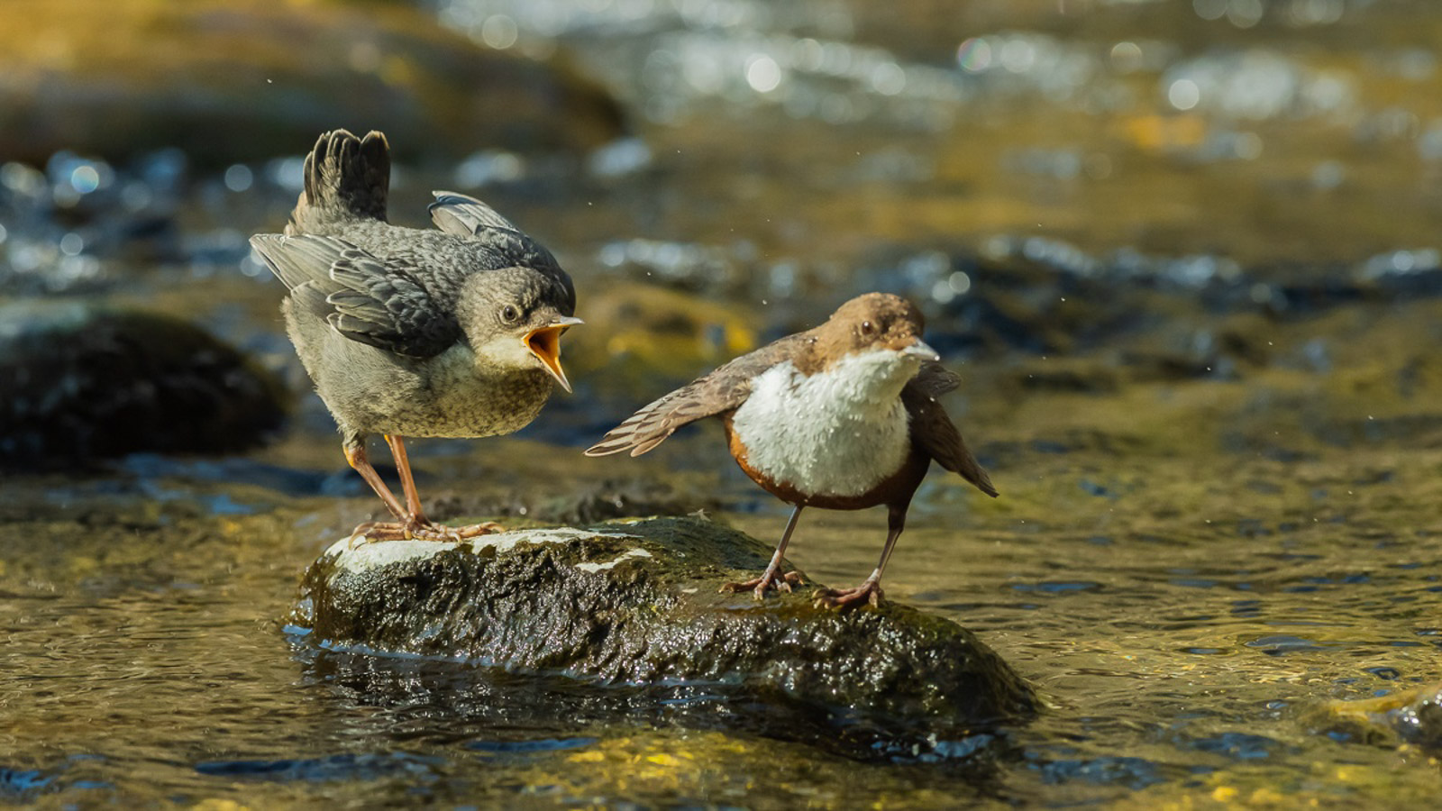 Weekly Photography Assignment: Panoramas - Nature TTL