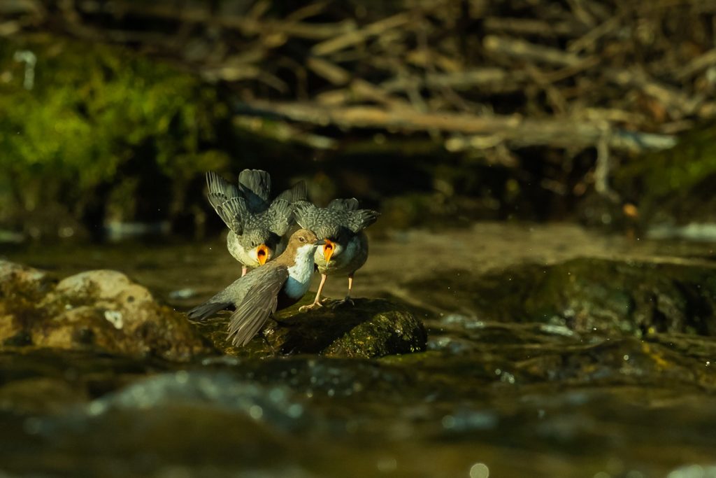 Weekly Photography Assignment: Panoramas - Nature TTL