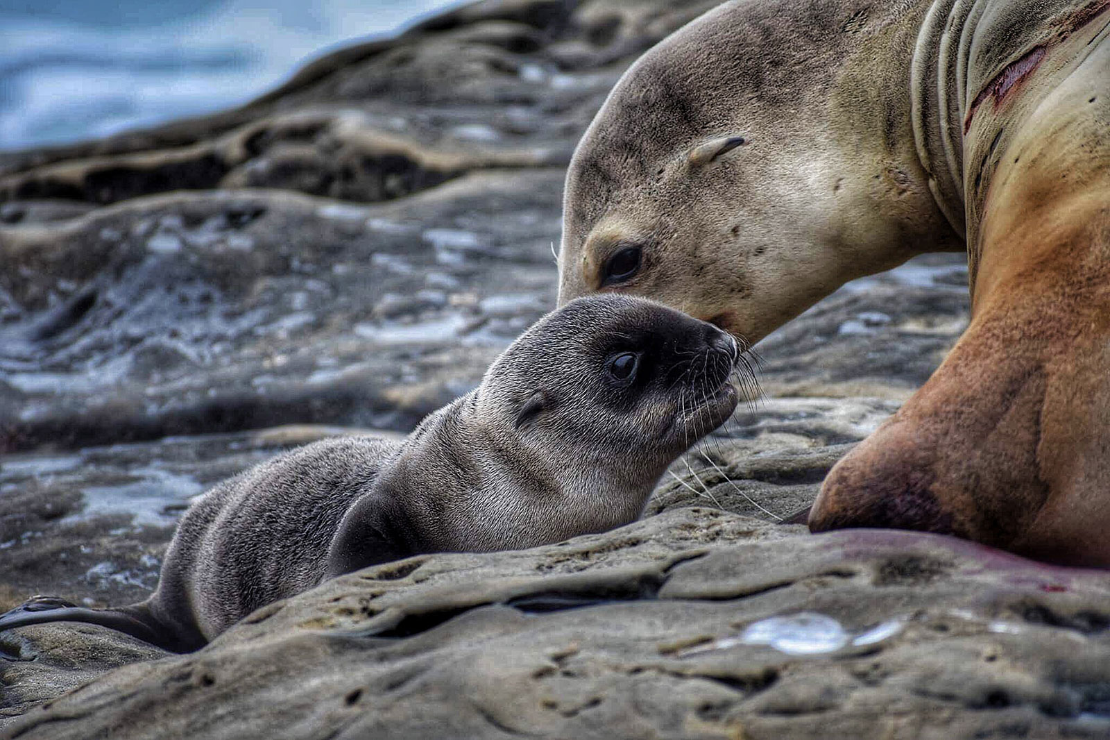 Weekly Photography Assignment: Baby Animals - Nature TTL