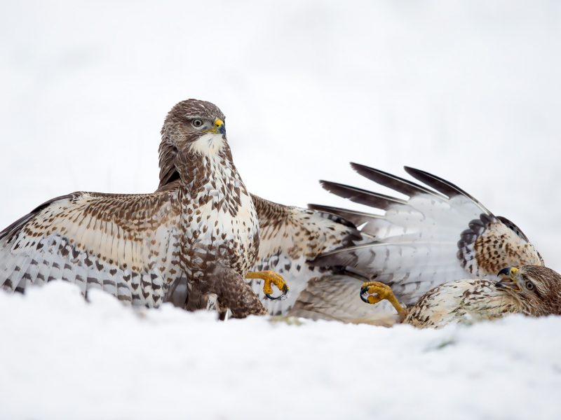 Winners of Environmental Photographer of the Year 2016 | Nature TTL