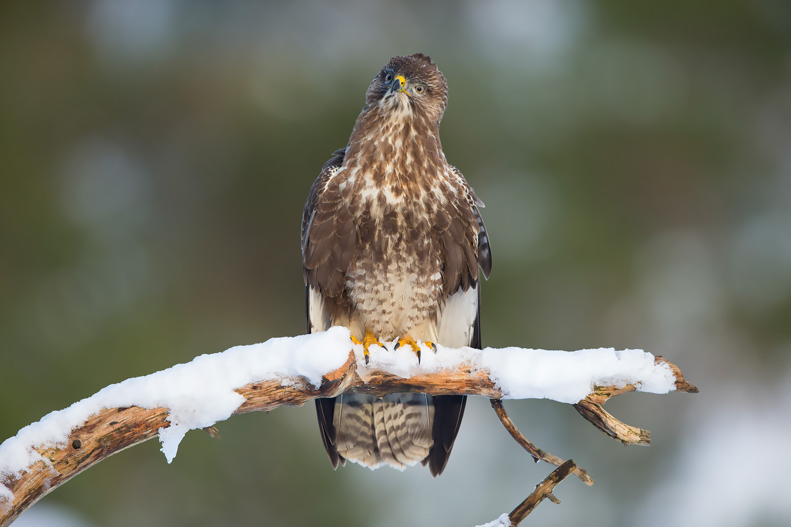 How to Photograph Buzzards | Nature TTL