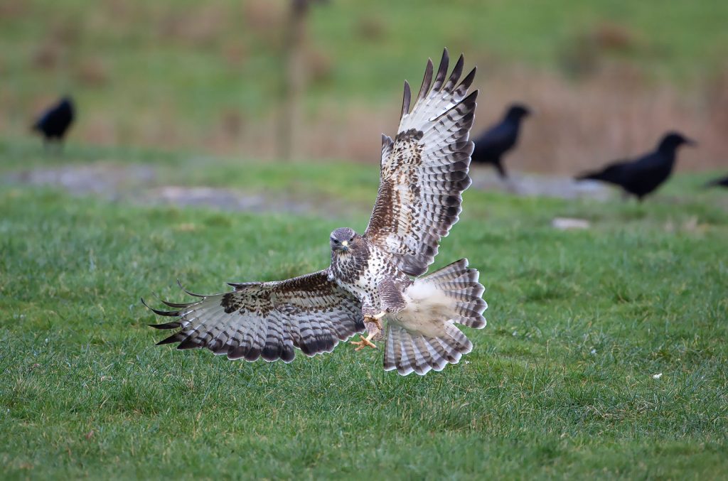 How to Photograph Buzzards | Nature TTL