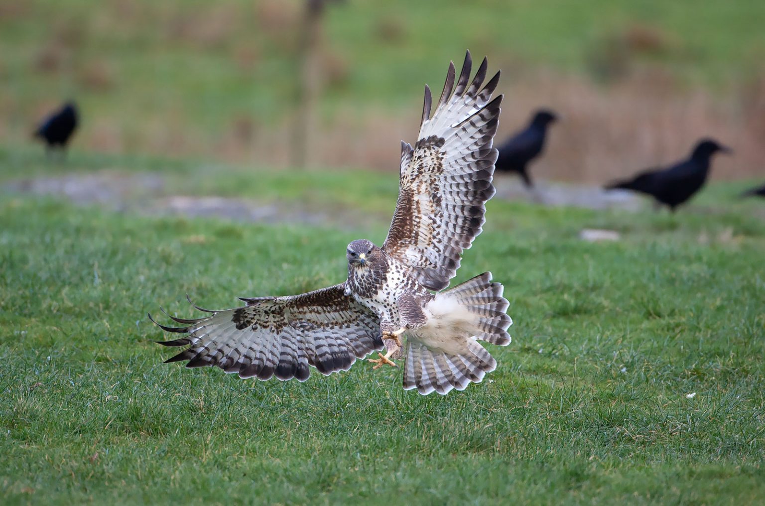 How to Photograph Buzzards | Nature TTL