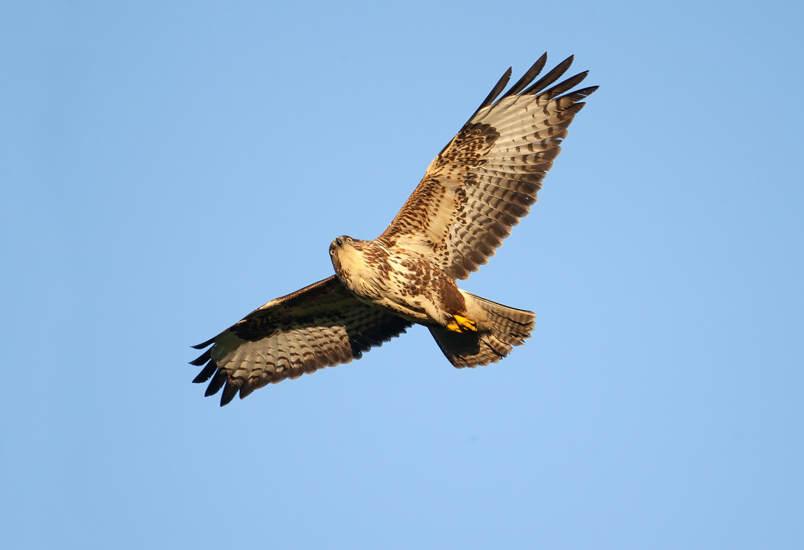 How to Photograph Buzzards - Nature TTL