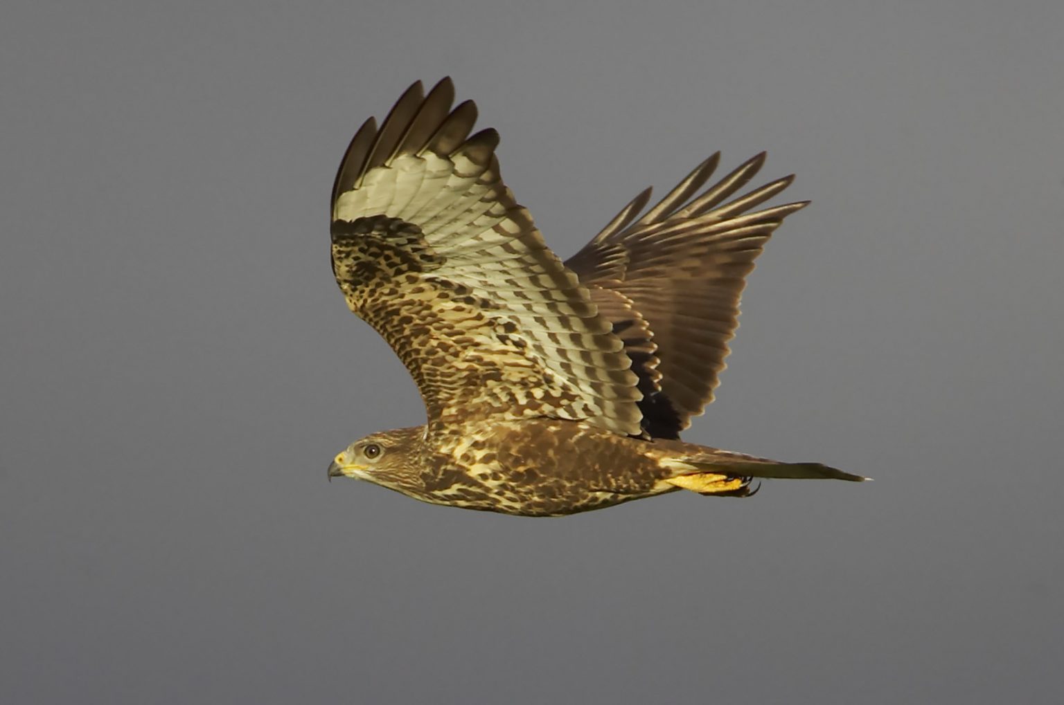 How to Photograph Buzzards - Nature TTL