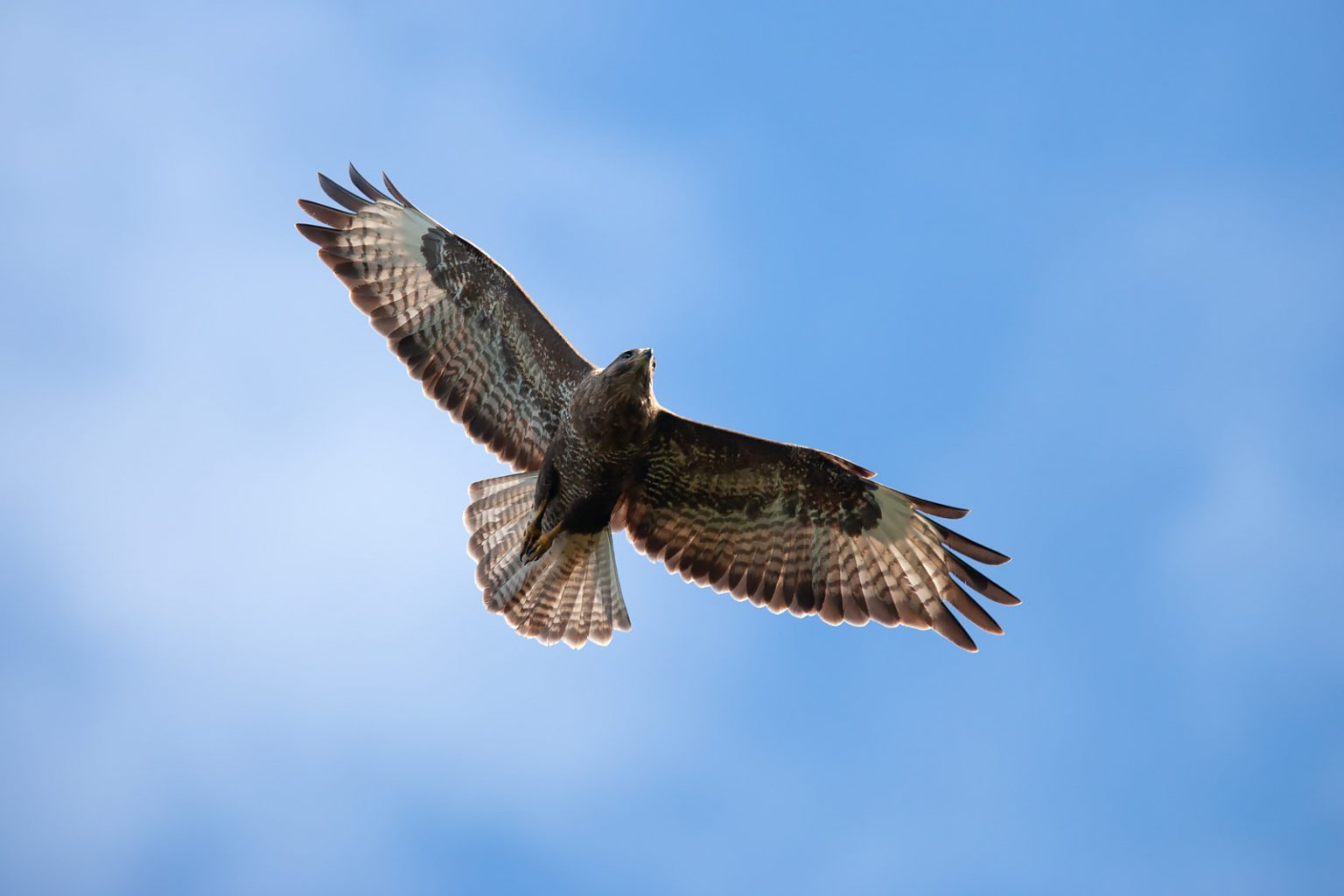 How to Photograph Buzzards - Nature TTL