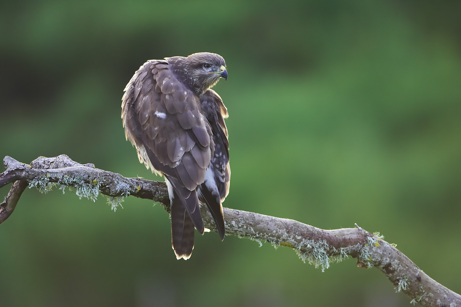 How to Photograph Buzzards | Nature TTL