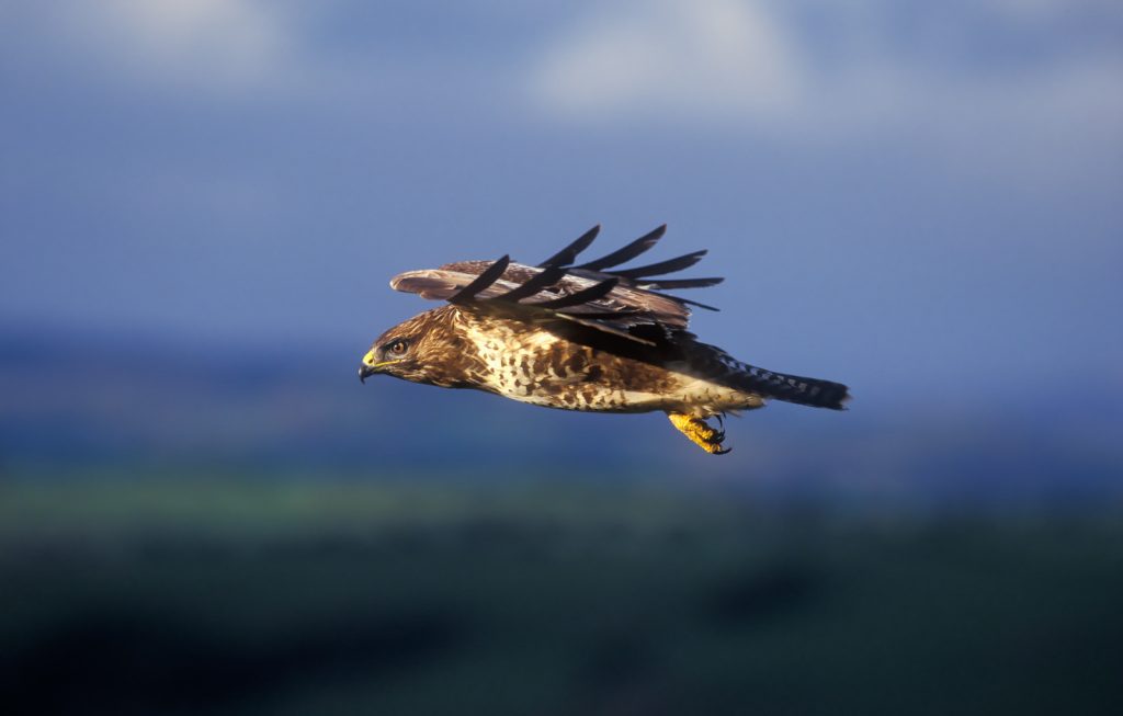 How to Photograph Buzzards - Nature TTL