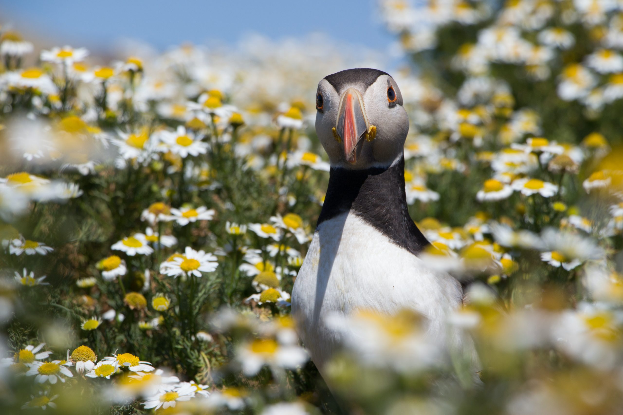 Weekly Photography Assignment: Seabirds - Nature TTL