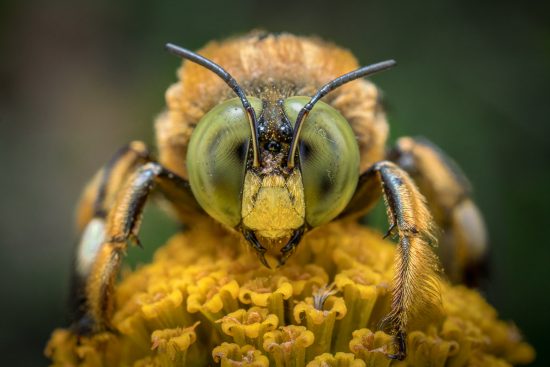 How to Photograph Bees | Nature TTL