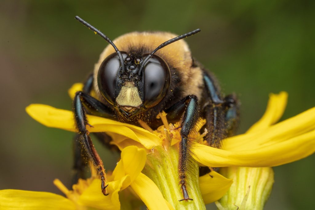 How to Photograph Bees | Nature TTL