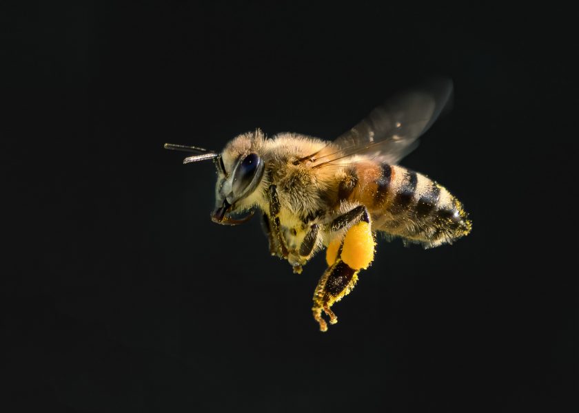 How to Photograph Bees | Nature TTL