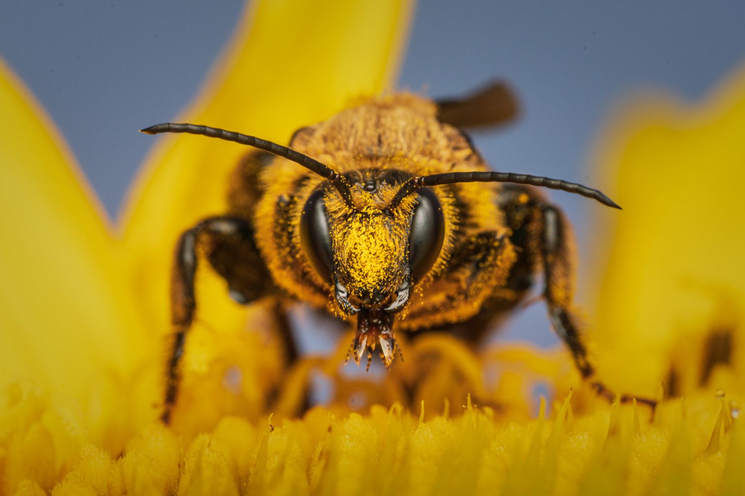 How to Photograph Bees | Nature TTL