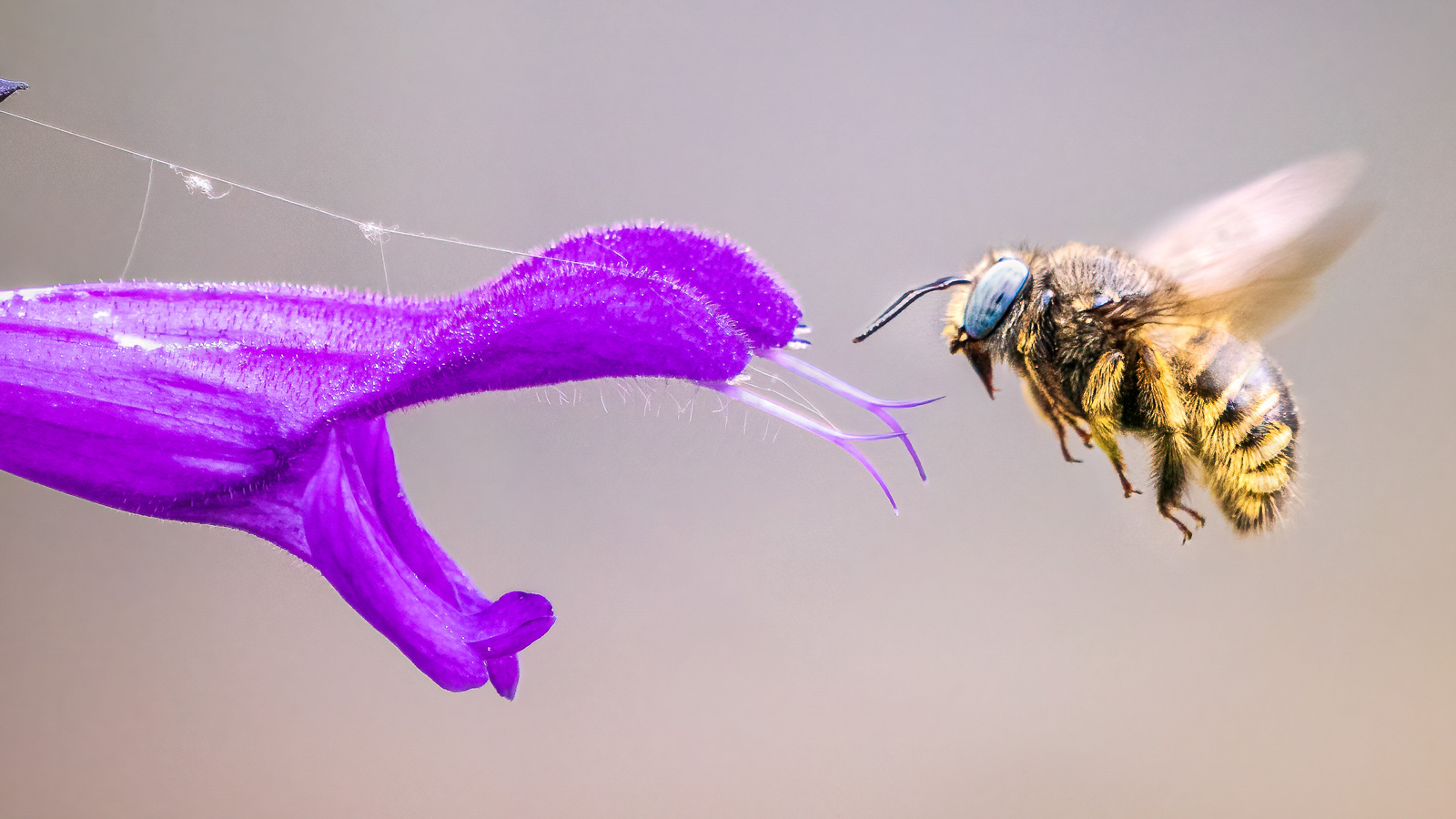 How to Photograph Bees - Nature TTL