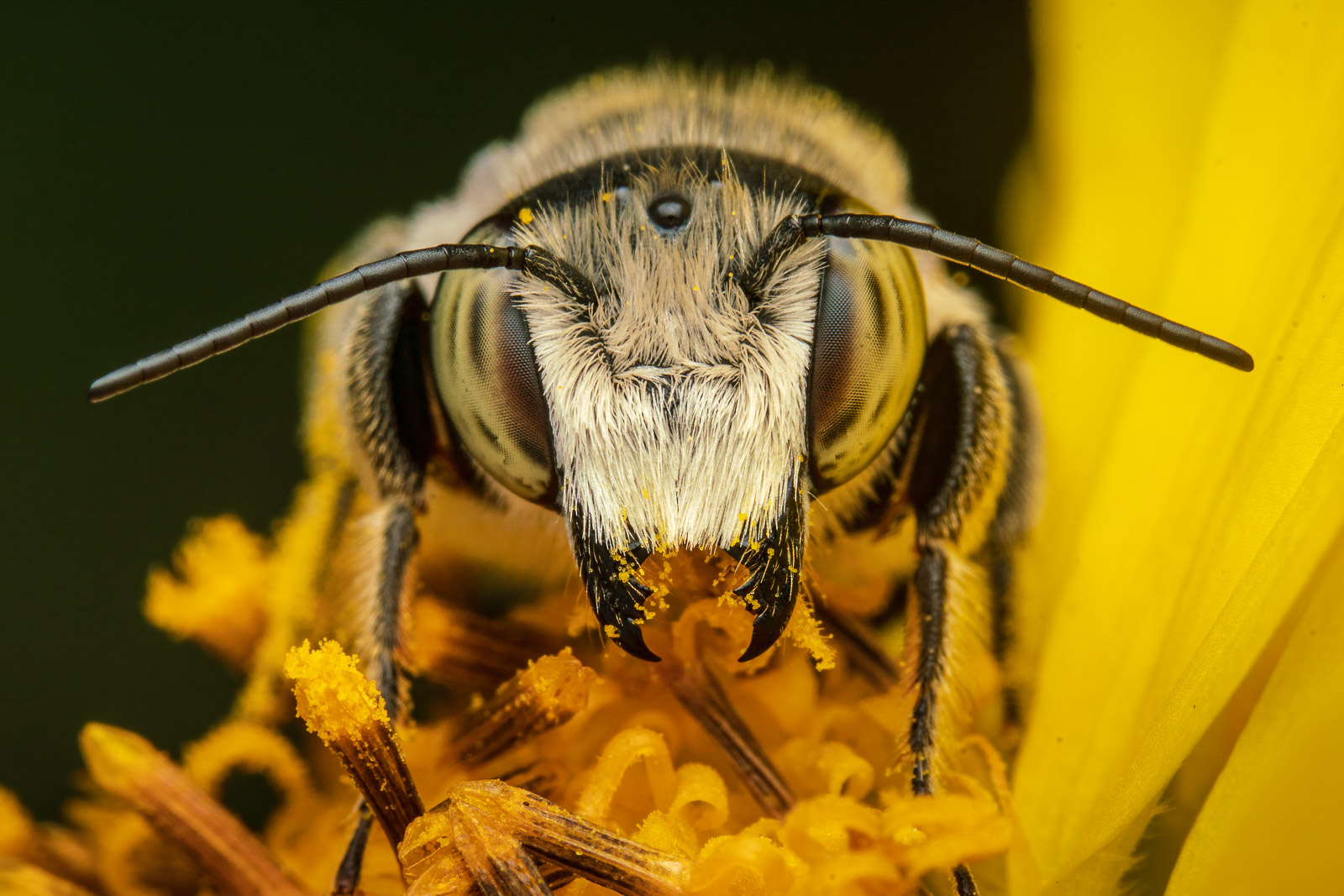 How to Photograph Bees - Nature TTL