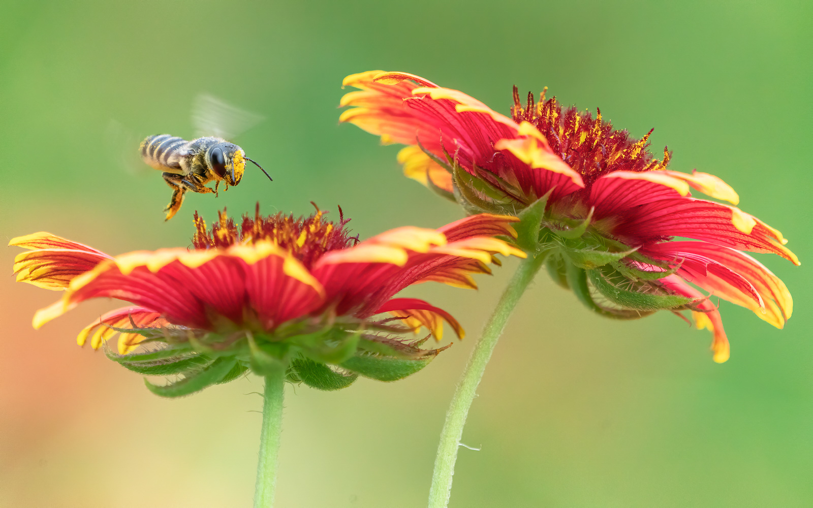 How to Photograph Bees - Nature TTL