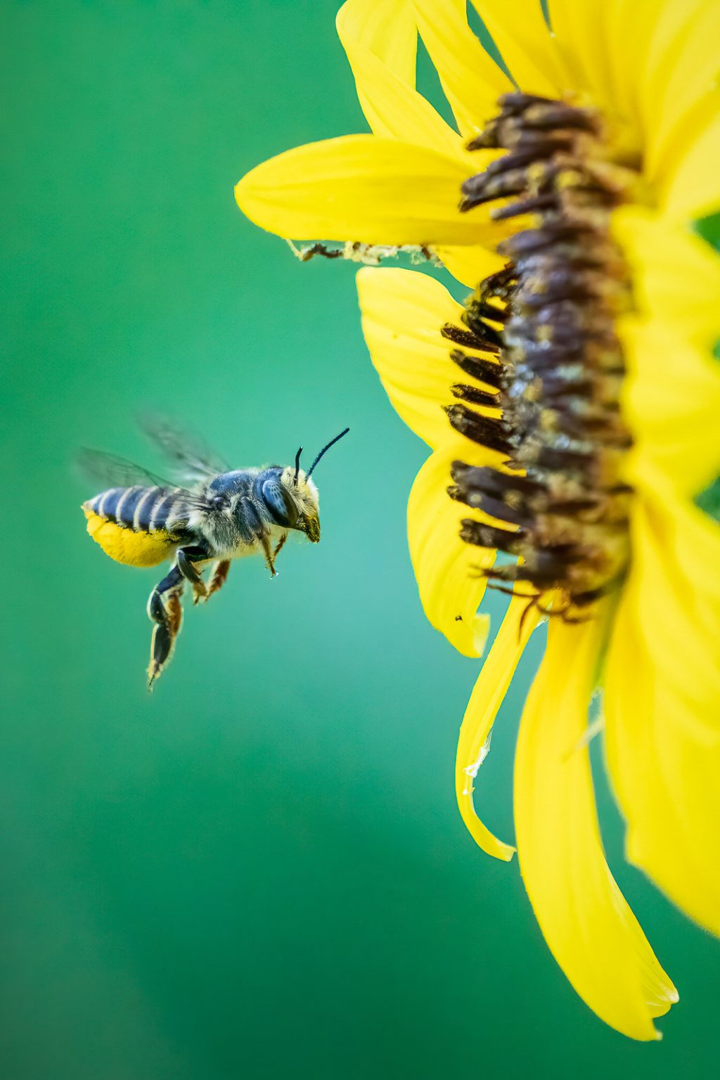 How to Photograph Bees - Nature TTL