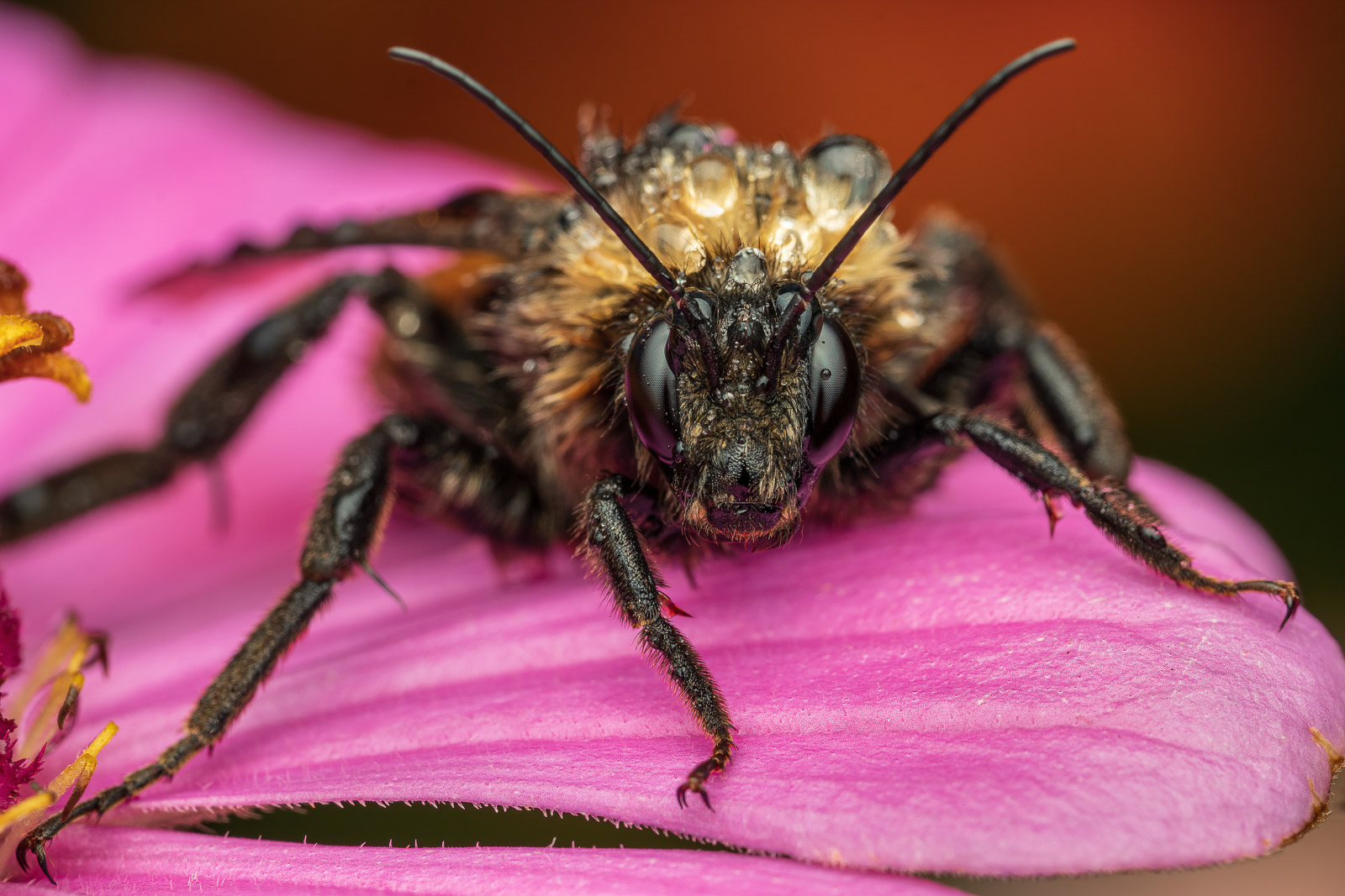 How to Photograph Bees | Nature TTL