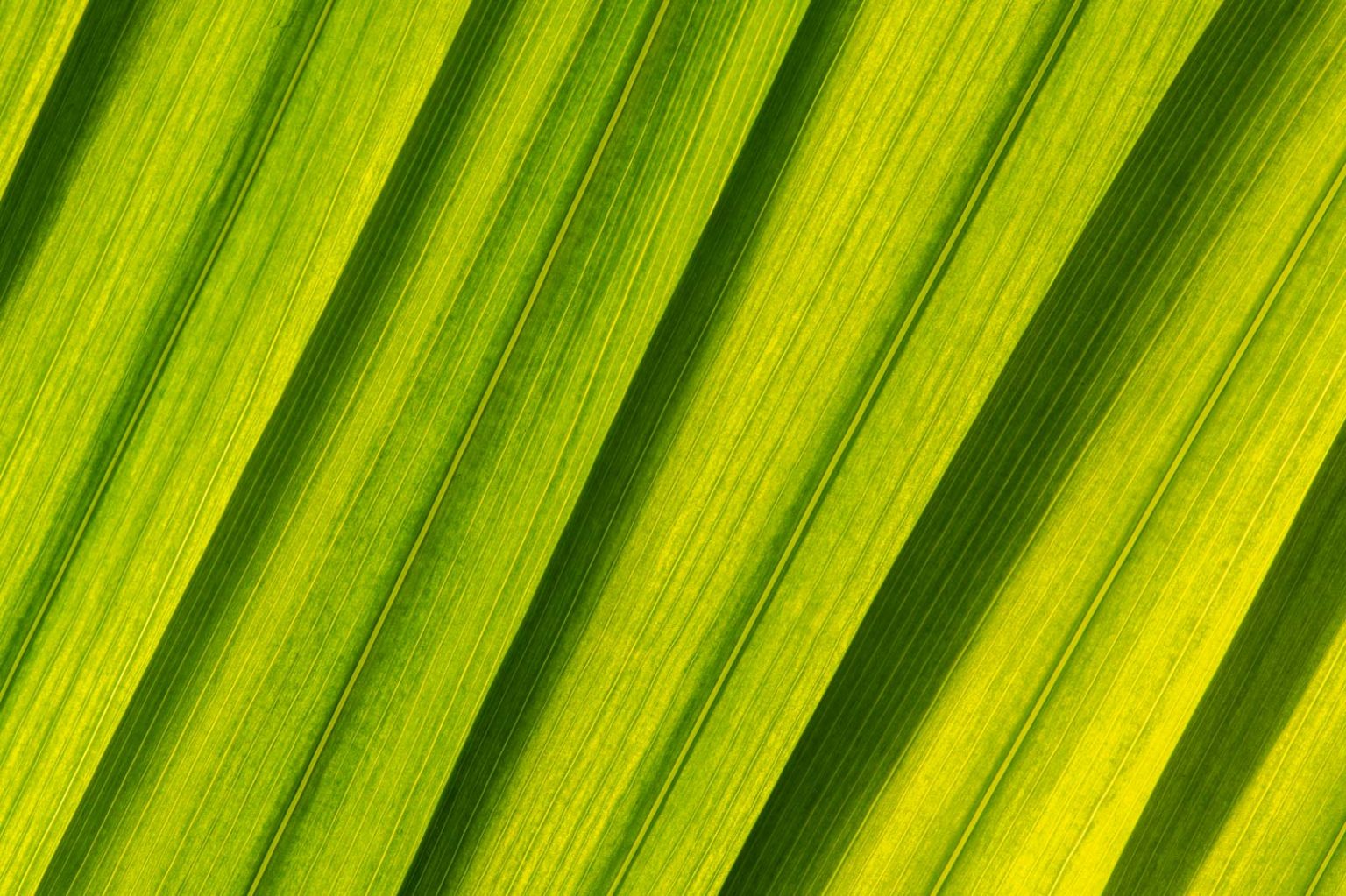 10 Tips for Photographing Patterns and Textures in Nature - Nature TTL