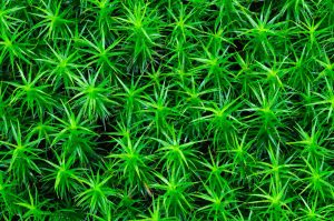 10 Tips for Photographing Patterns and Textures in Nature | Nature TTL