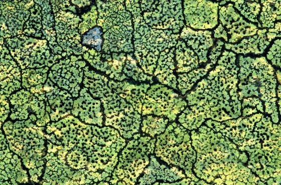 10 Tips for Photographing Patterns and Textures in Nature | Nature TTL