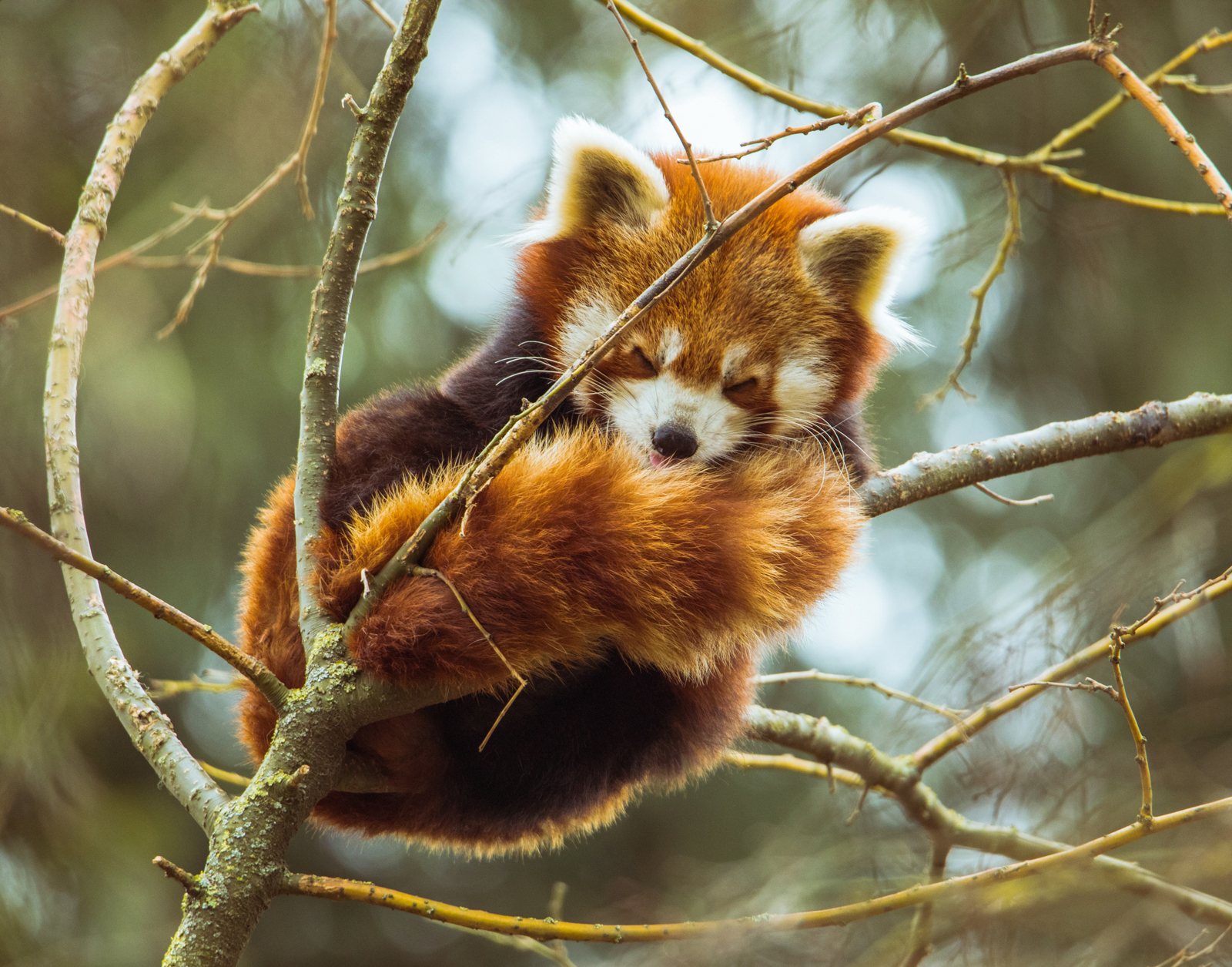 Weekly Photography Assignment: Mammals - Nature TTL