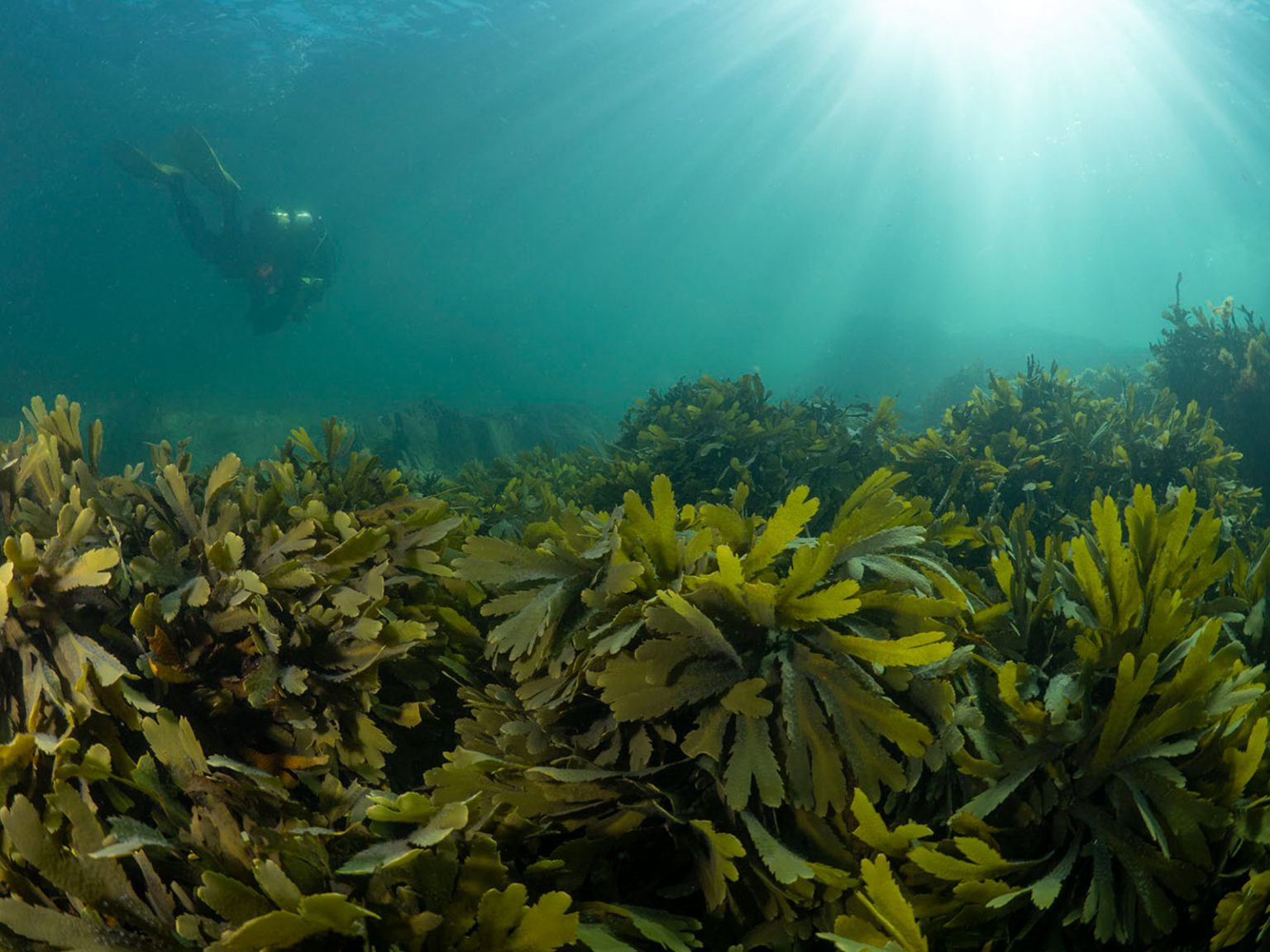 5 Underwater Species to Photograph in the UK - Nature TTL