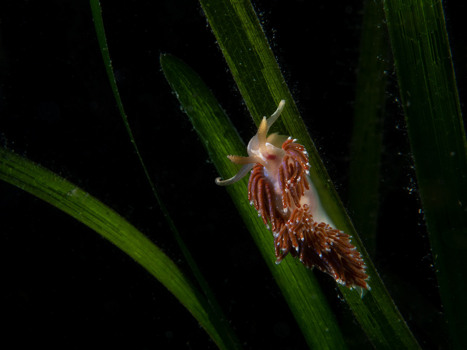 5 Underwater Species to Photograph in the UK - Nature TTL