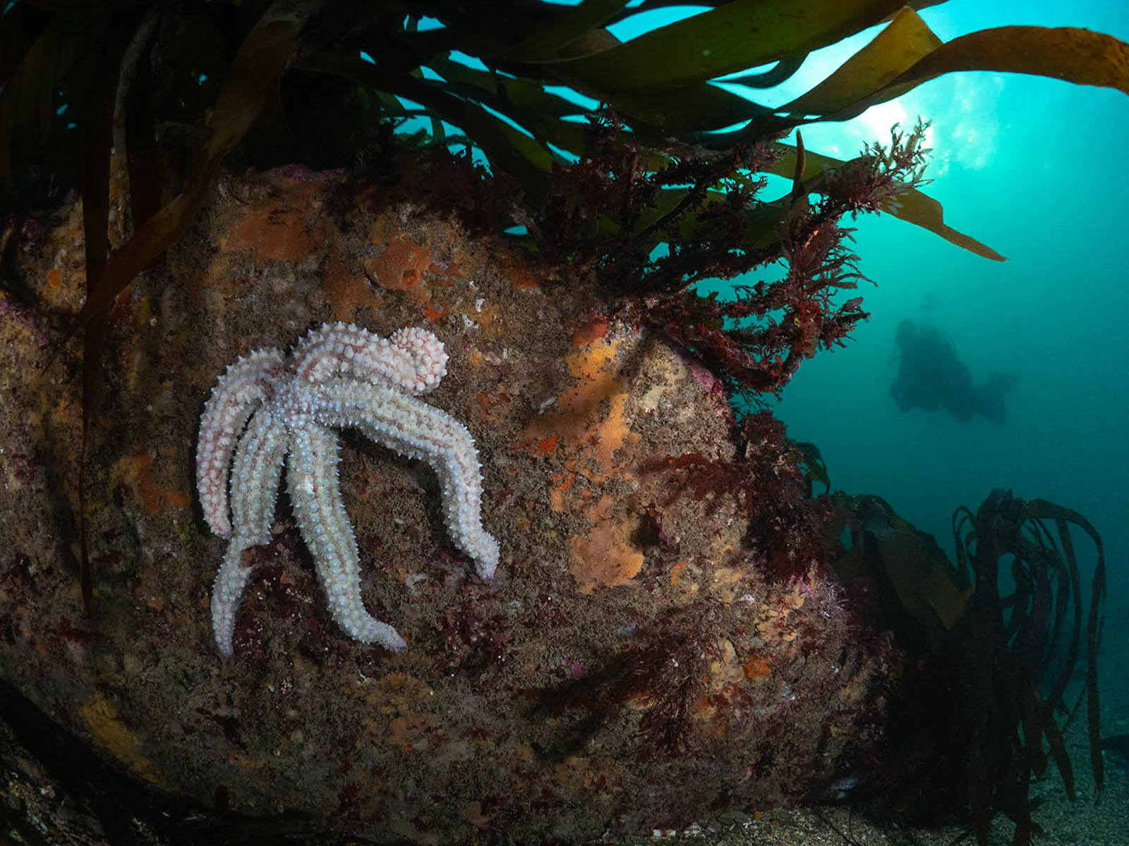 5 Underwater Species to Photograph in the UK - Nature TTL