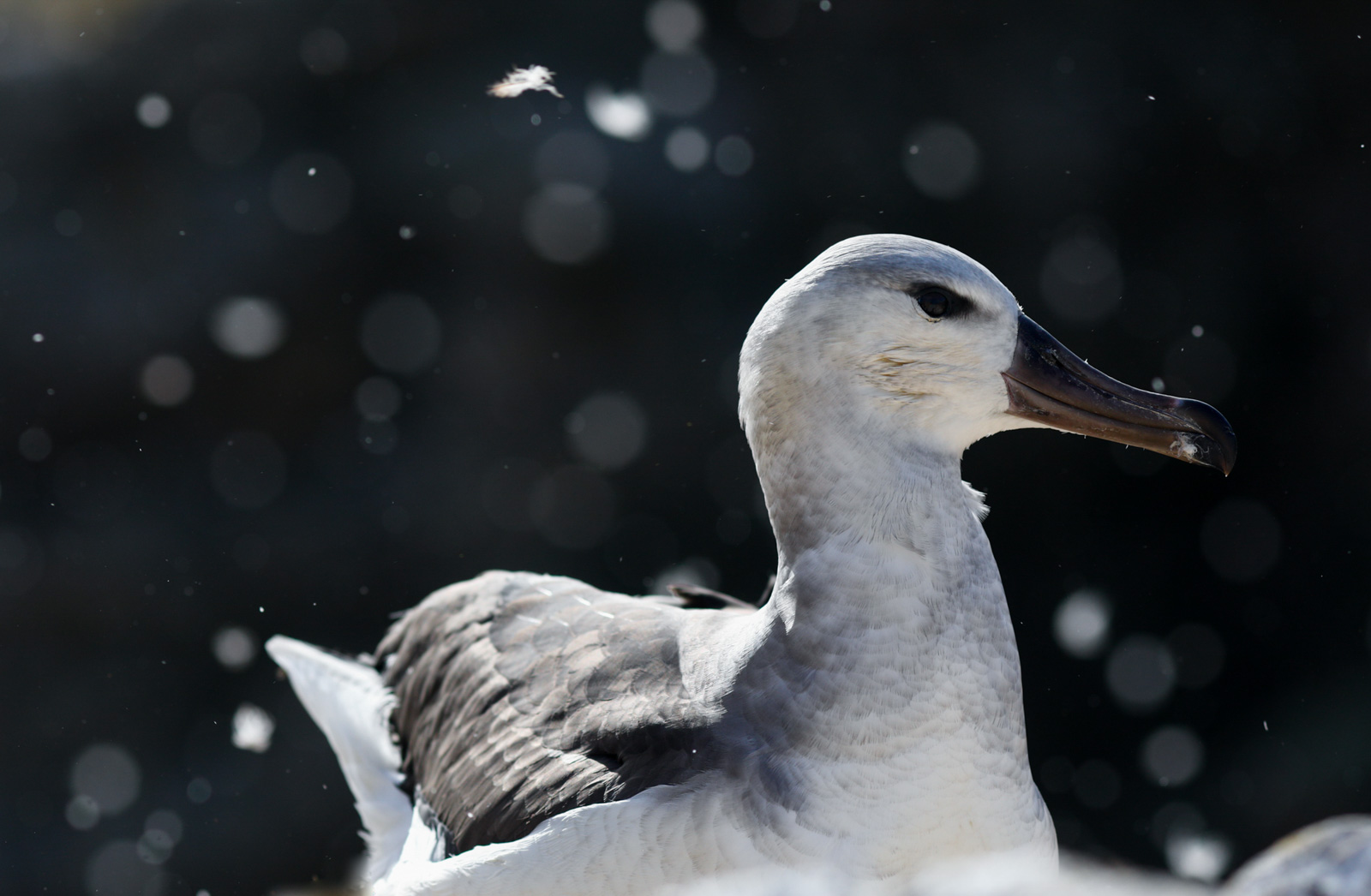 How to Photograph Albatrosses | Nature TTL