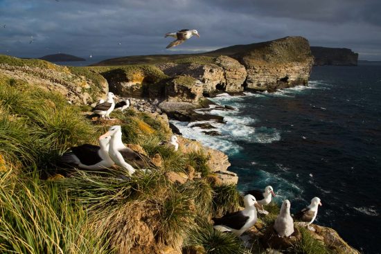 How to Photograph Albatrosses - Nature TTL