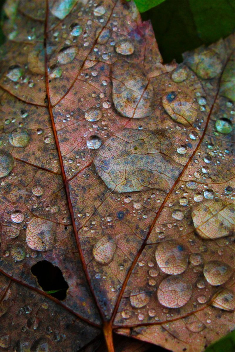 Weekly Photography Assignment: Ponds, Rivers & Lakes - Nature TTL