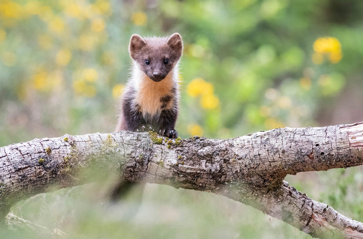 How to Photograph Pine Martens - Nature TTL